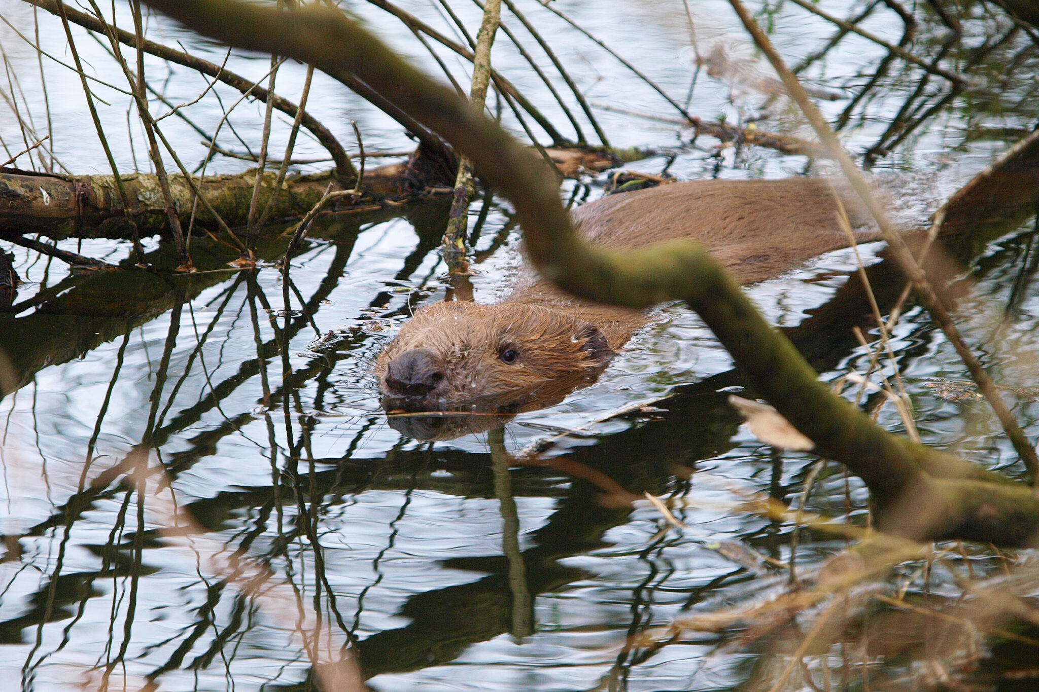 Loki Schmidt Stiftung: Der Biber – Lebensader Elbe – Hafencity Zeitung
